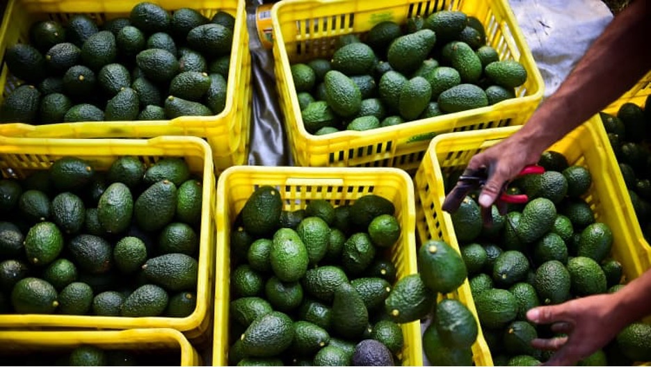 Why 90% of the U.S. avocado supply comes from Mexico - Drive Mexico ...