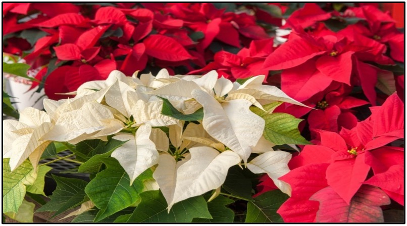 Traditional Christmas Décor: Mexican Poinsettia