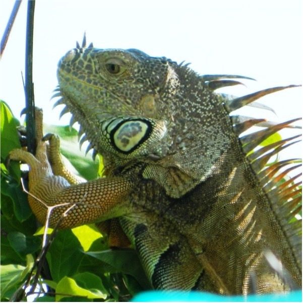 Beware the Spiny Tail Iguana in Rut - Drive Mexico Magazine