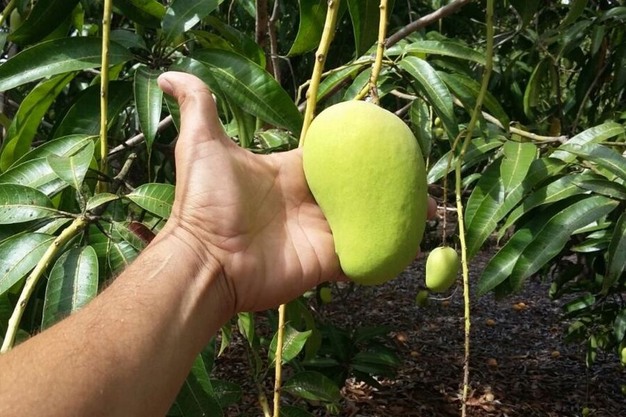Challenging outlook for Mexico’s main mango growing regions - Drive ...
