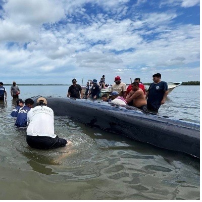 Beached Whale Saved in Nayarit - Drive Mexico Magazine